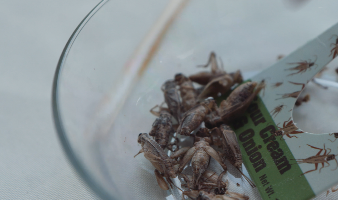 Bonfires, Blessings, and Building Community (also eating actual locusts ...